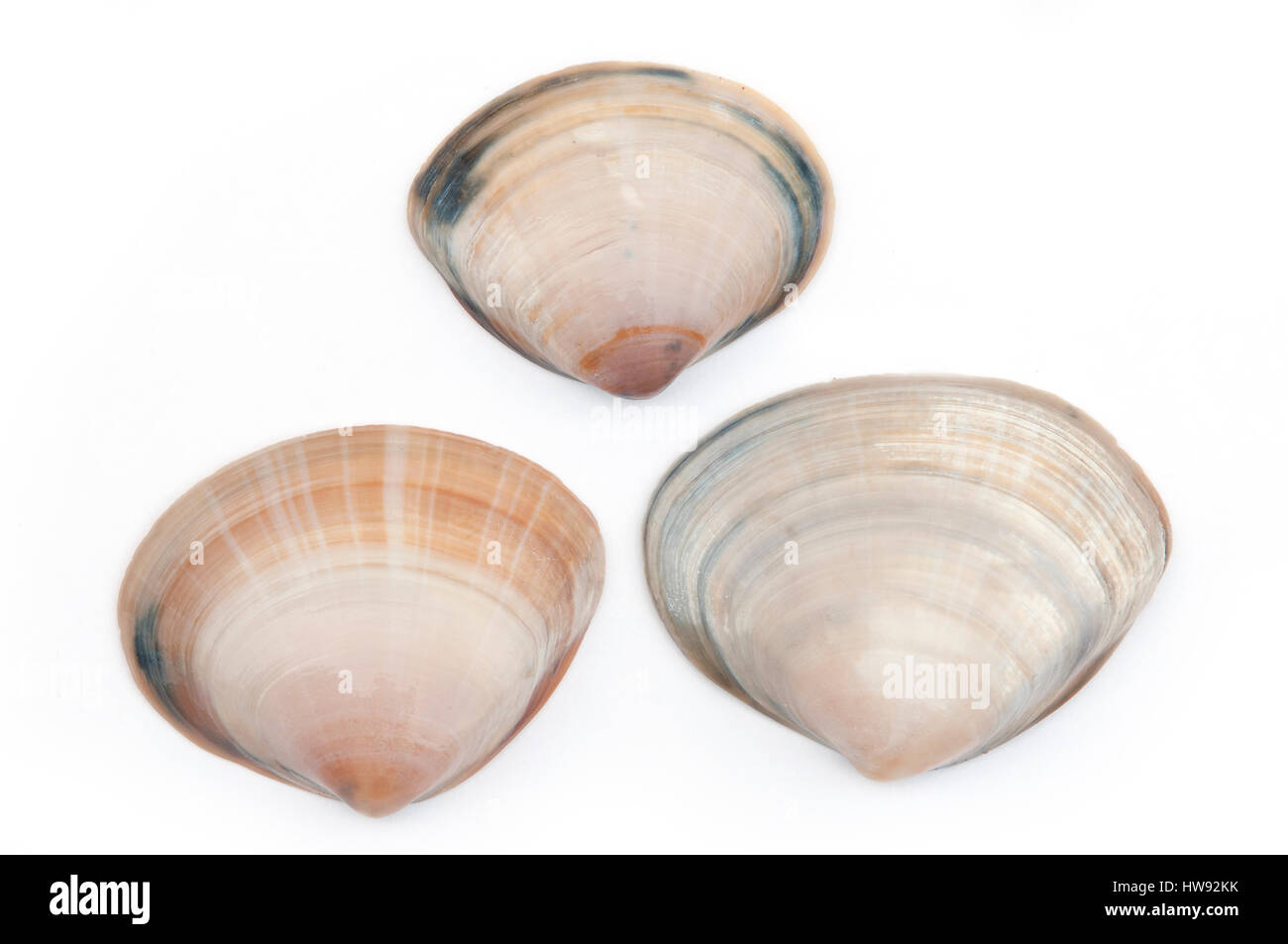 Surf Clams High Resolution Stock Photography and Images - Alamy