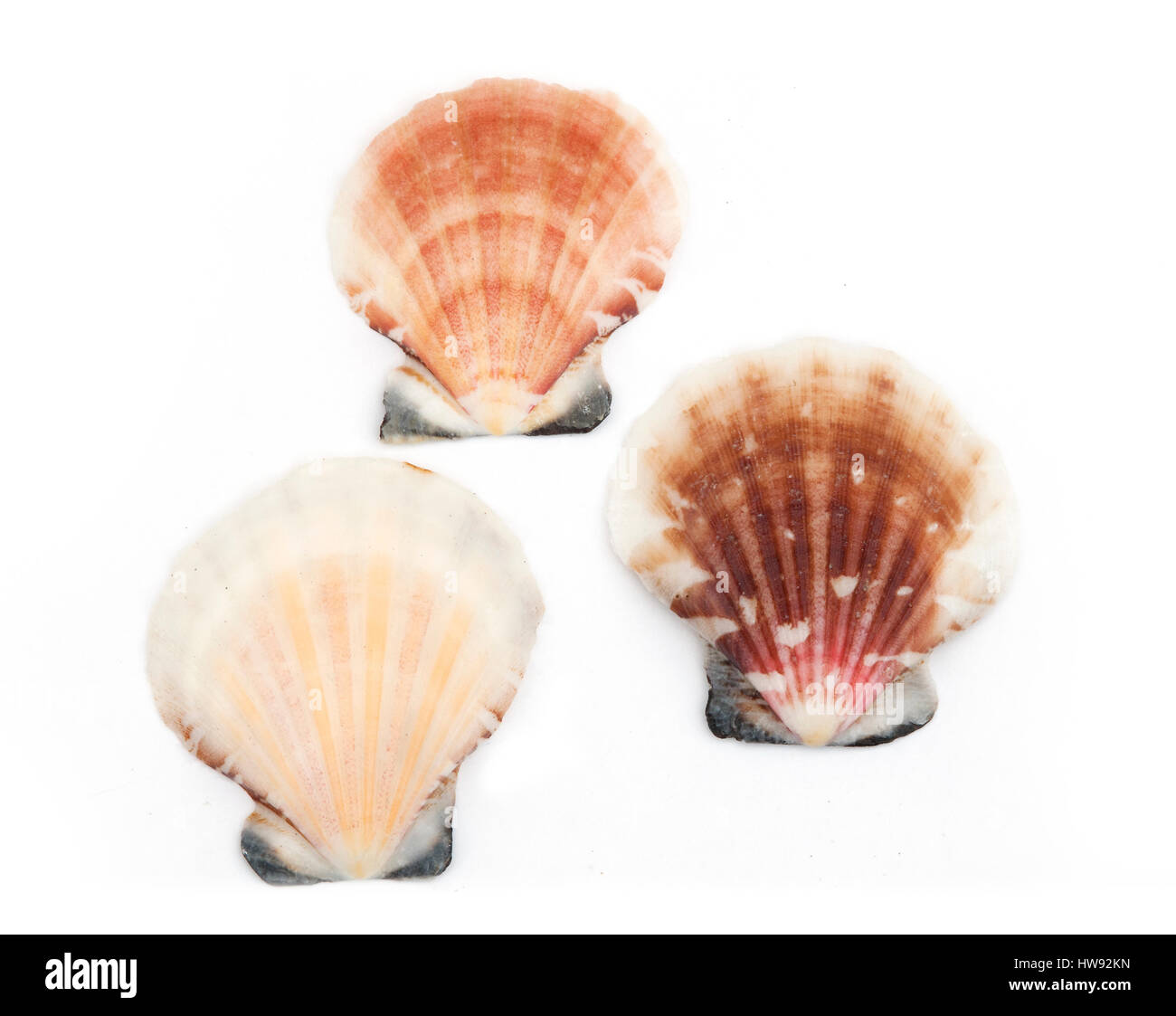 Queen scallop hi-res stock photography and images - Alamy