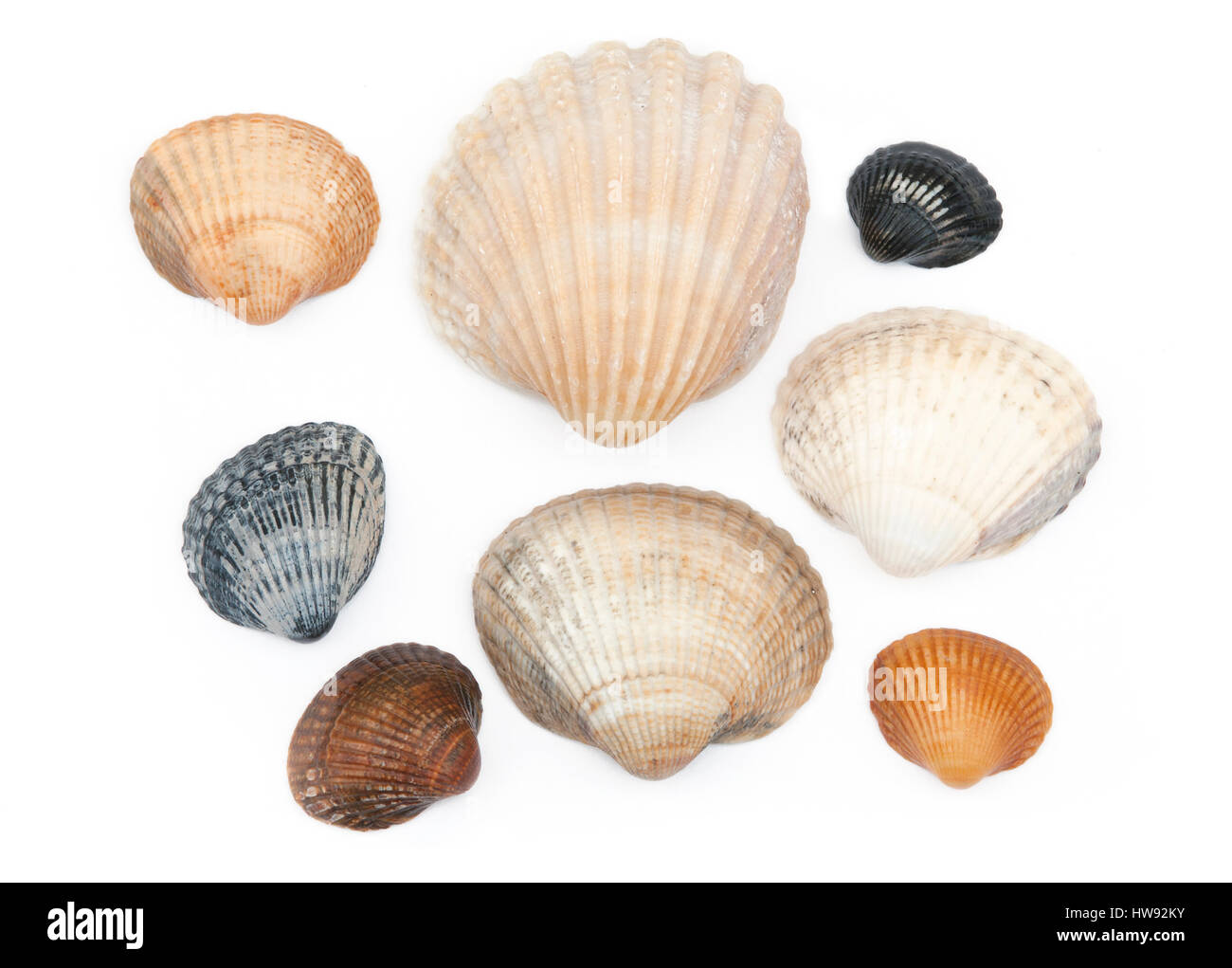 saltwater clams isolated on a white background Stock Photo - Alamy