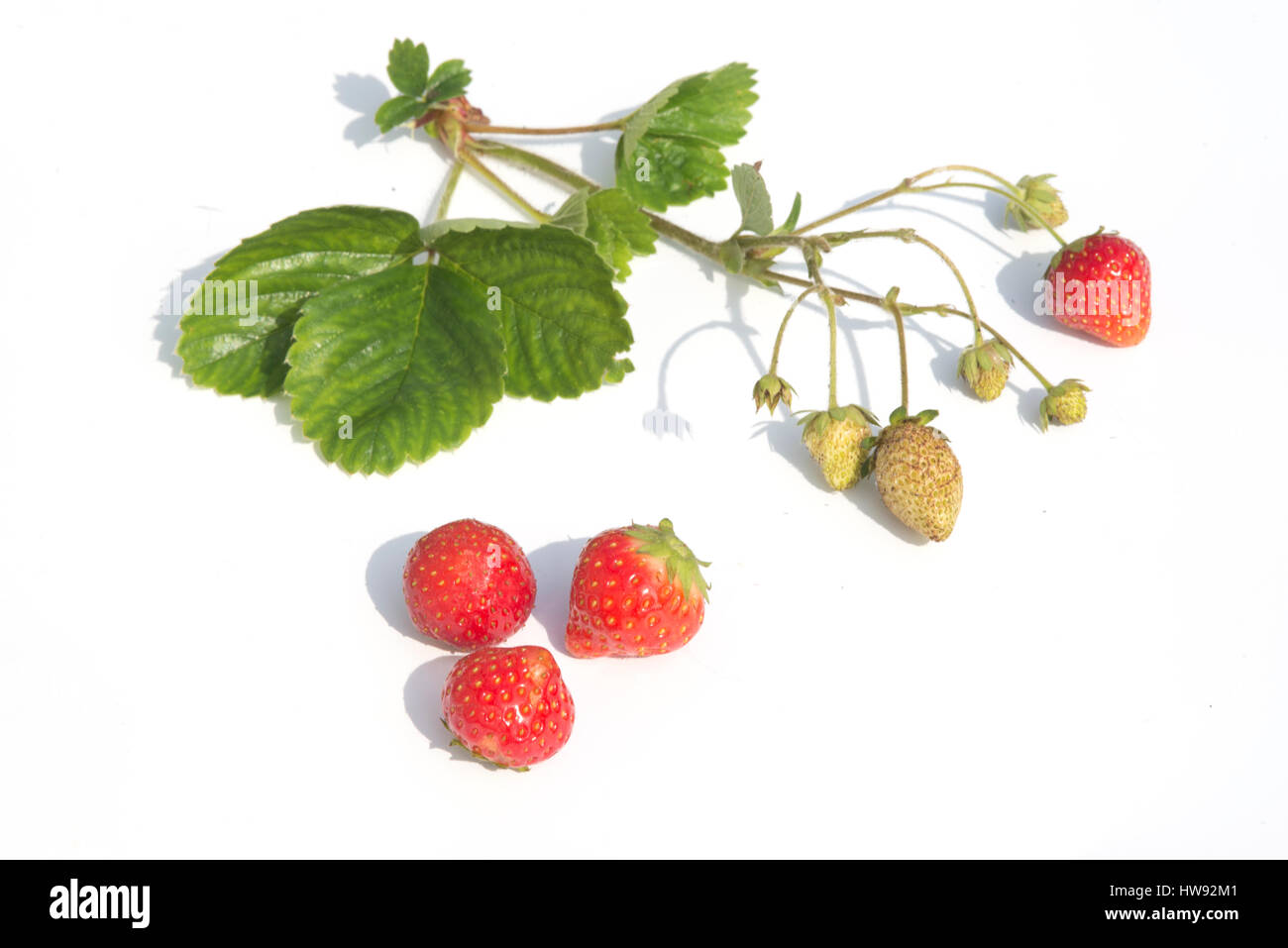 strawberry isolated on a white background Stock Photo - Alamy