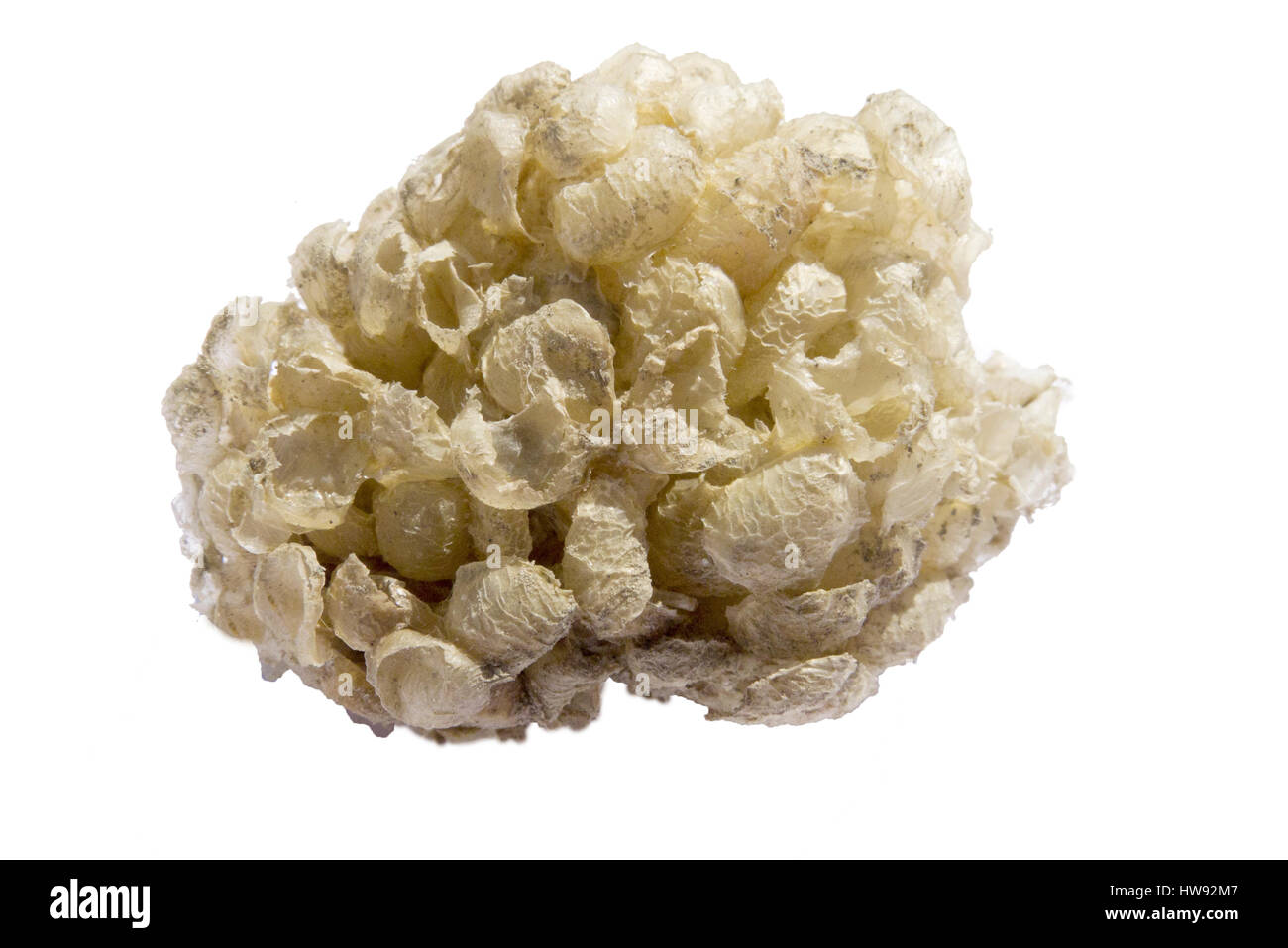 Buccinum undatum isolated on a white background Stock Photo - Alamy
