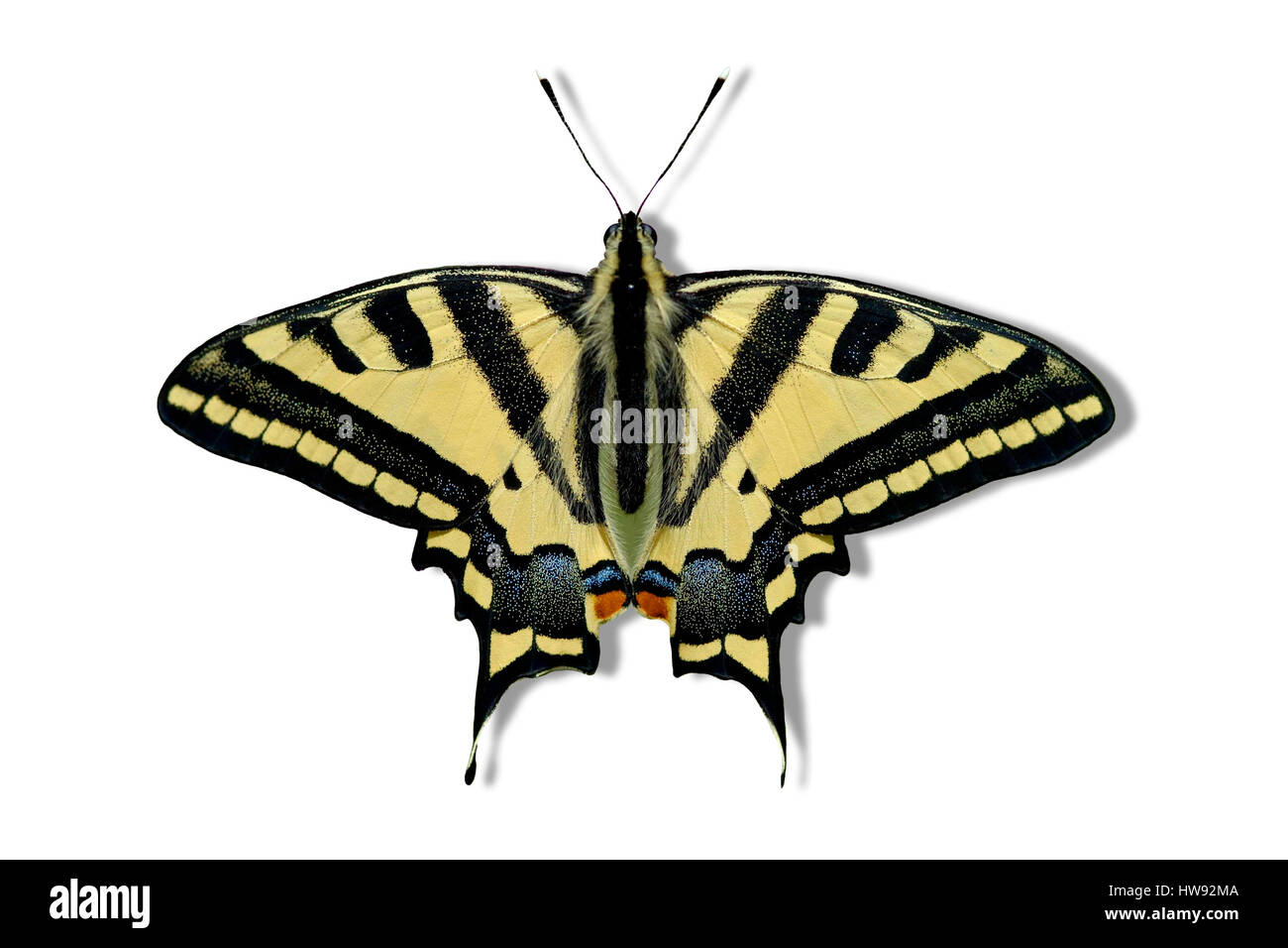 Swallowtail flower Cut Out Stock Images & Pictures - Alamy