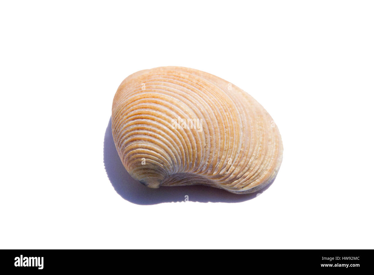 saltwater clams isolated on a white background Stock Photo - Alamy