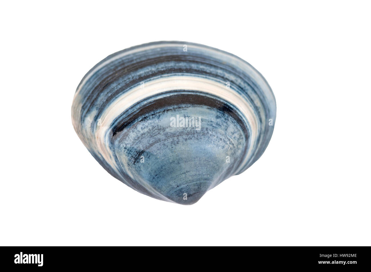 Surf clam isolated on a white background Stock Photo - Alamy