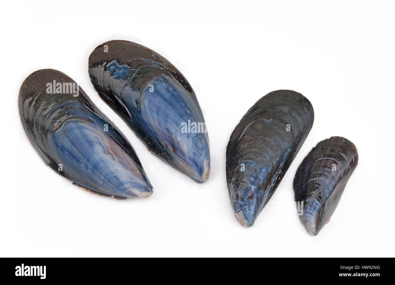 blue mussel shell isolated on a white background Stock Photo - Alamy
