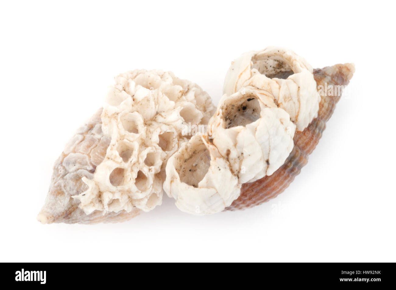 Buccinum undatum isolated on a white background Stock Photo - Alamy