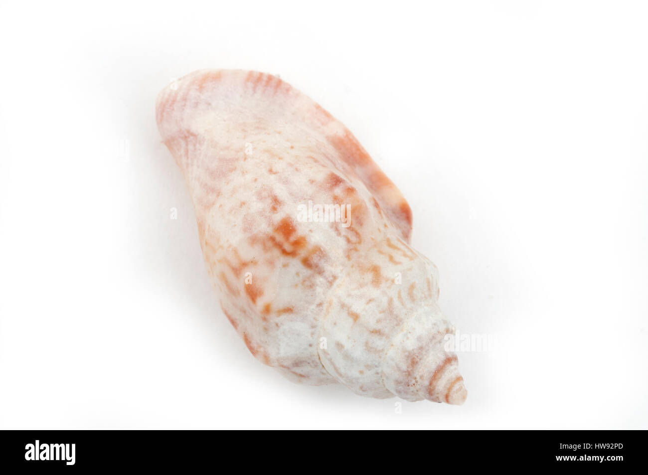 Buccinum undatum isolated on a white background Stock Photo - Alamy