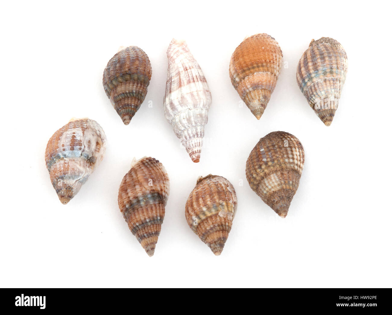 Buccinum undatum isolated on a white background Stock Photo - Alamy