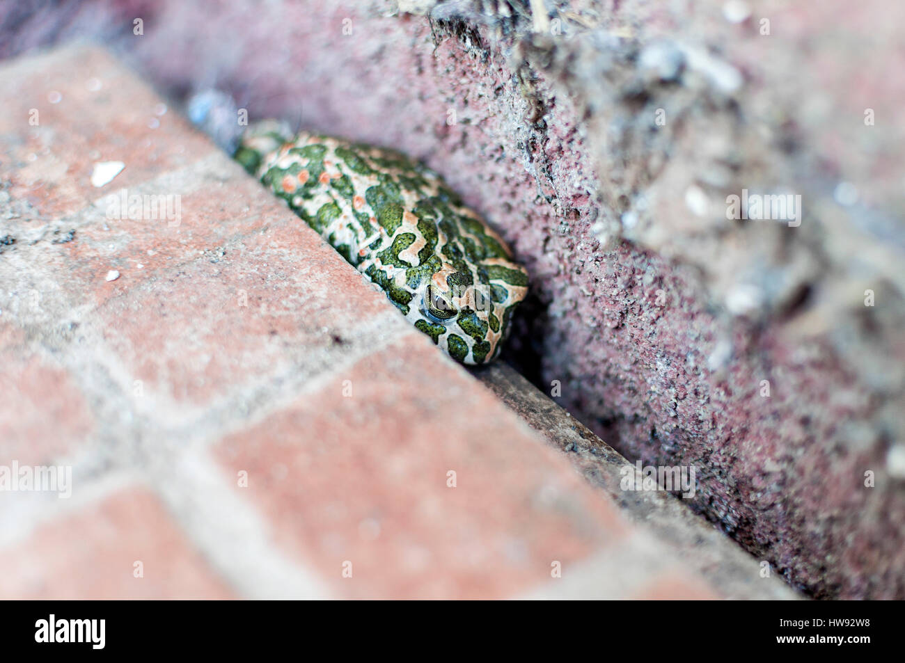 Amphibian romania hi-res stock photography and images - Alamy