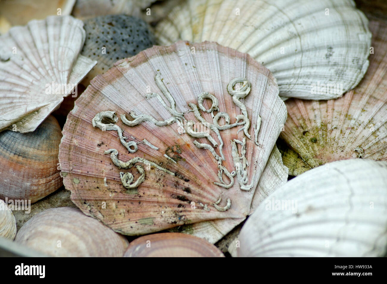 Large selection of shells hi-res stock photography and images - Alamy