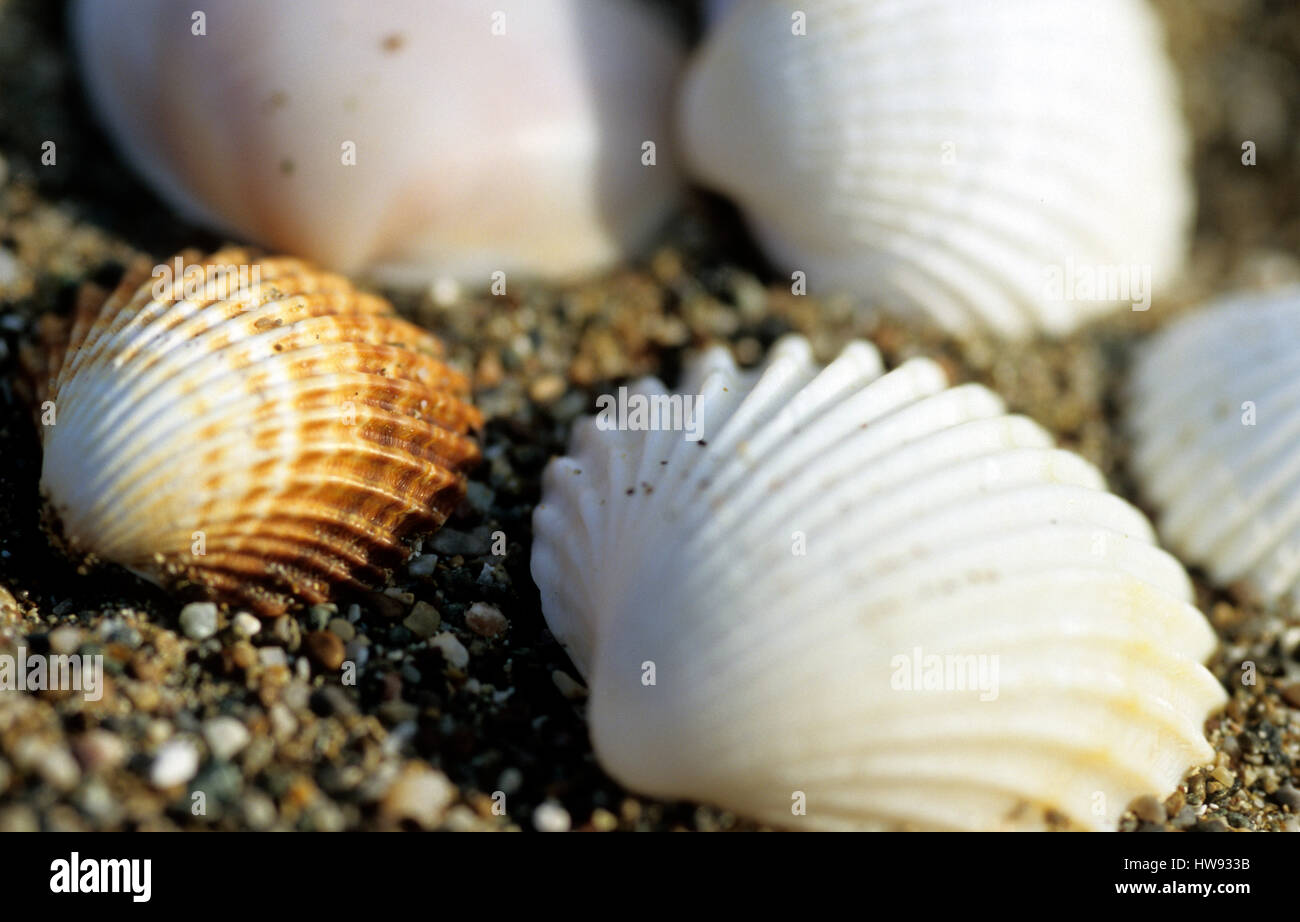 A collection of shells on a beach Stock Photo - Alamy