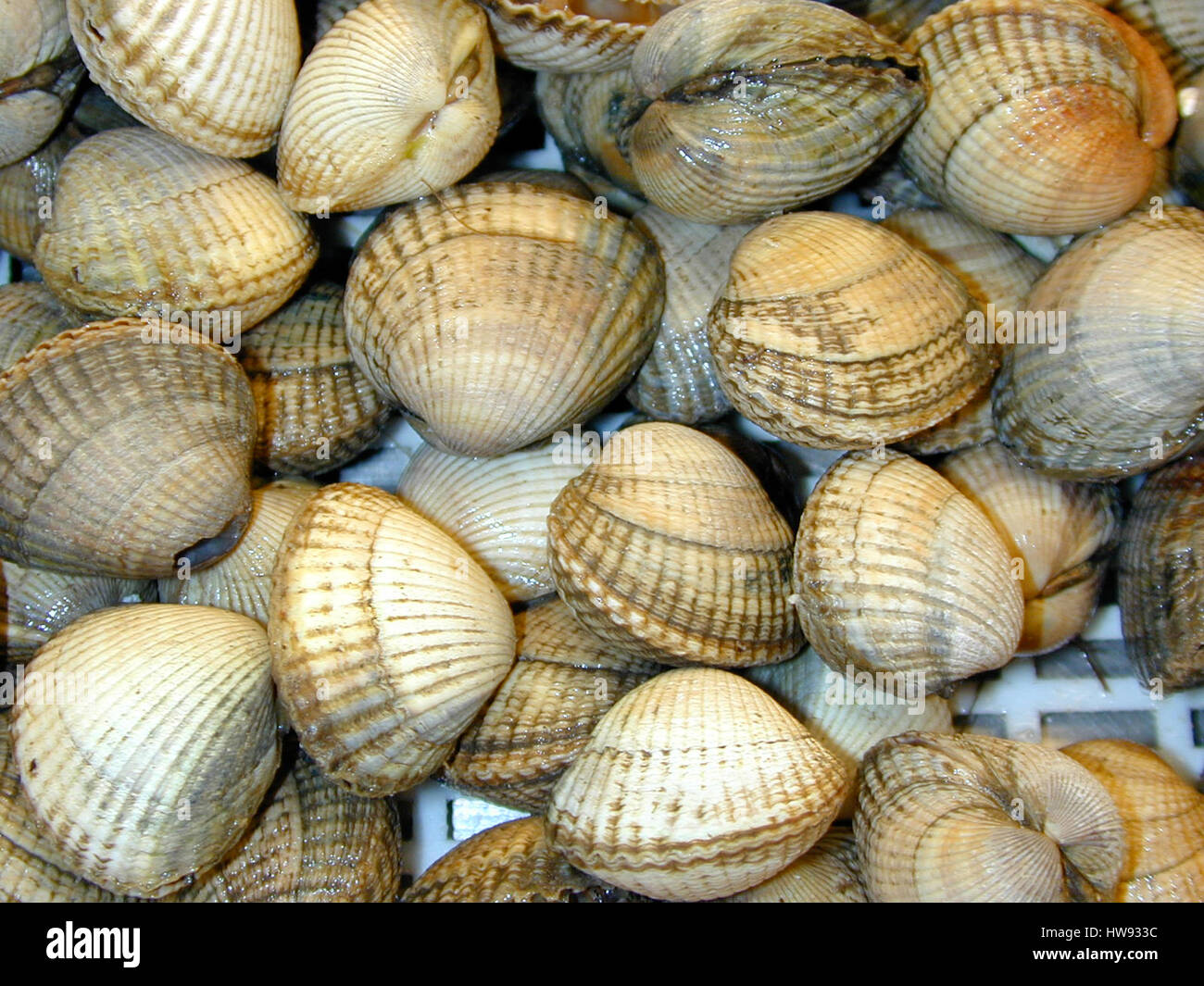 Fresh cockels from the sea ready to be cooked Stock Photo - Alamy