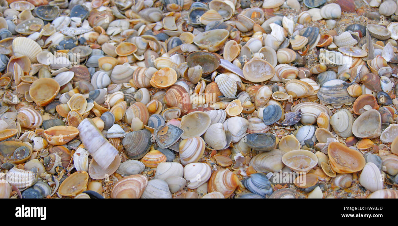 A collection of shells on a beach Stock Photo - Alamy