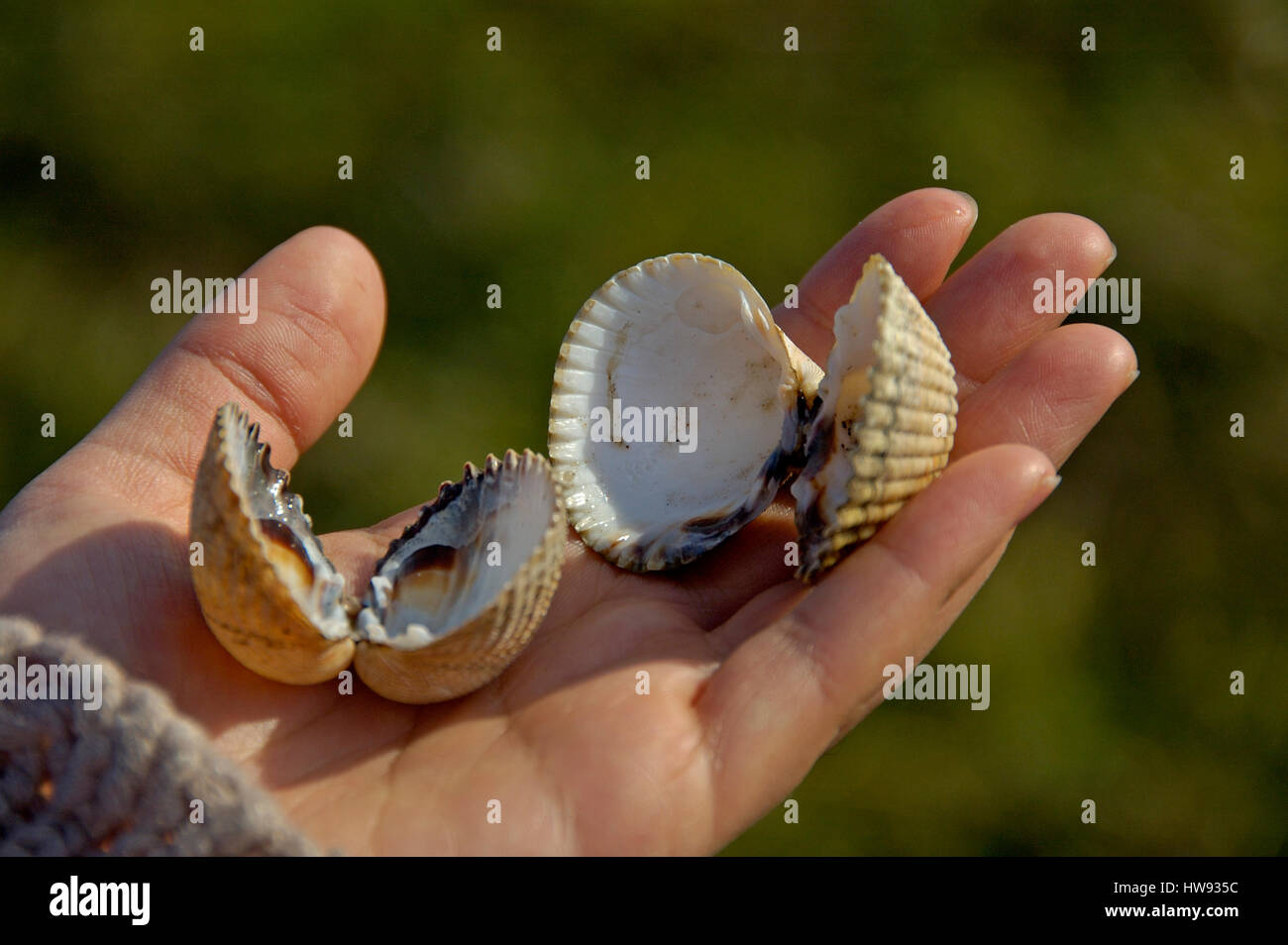 Woman holding shells in her hand, Vlieland the Netherlands Stock Photo ...