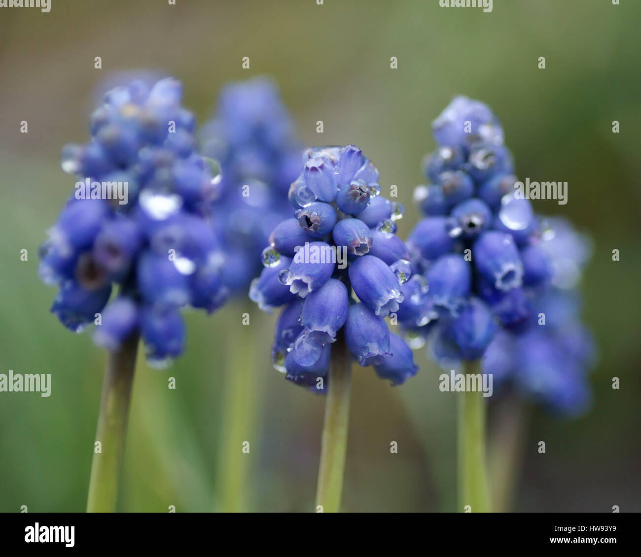 Muscari uk hi-res stock photography and images - Alamy