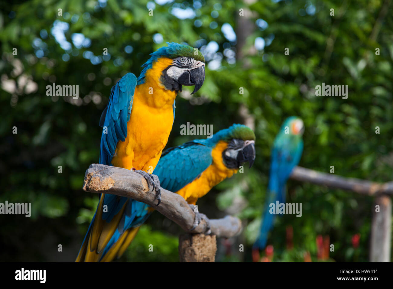 Birds aviary hi-res stock photography and images - Alamy