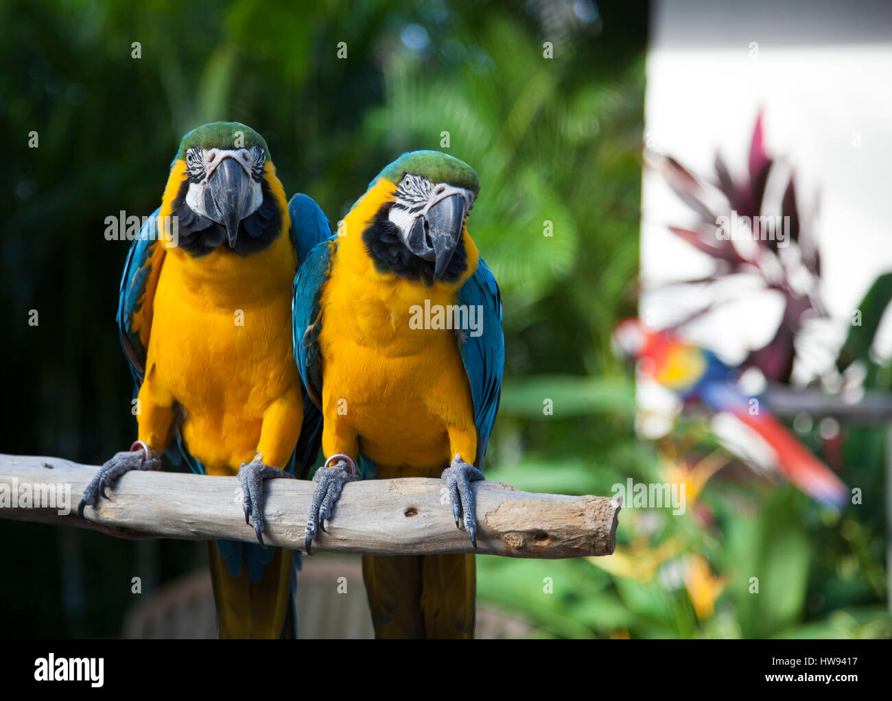 Birds aviary hi-res stock photography and images - Alamy
