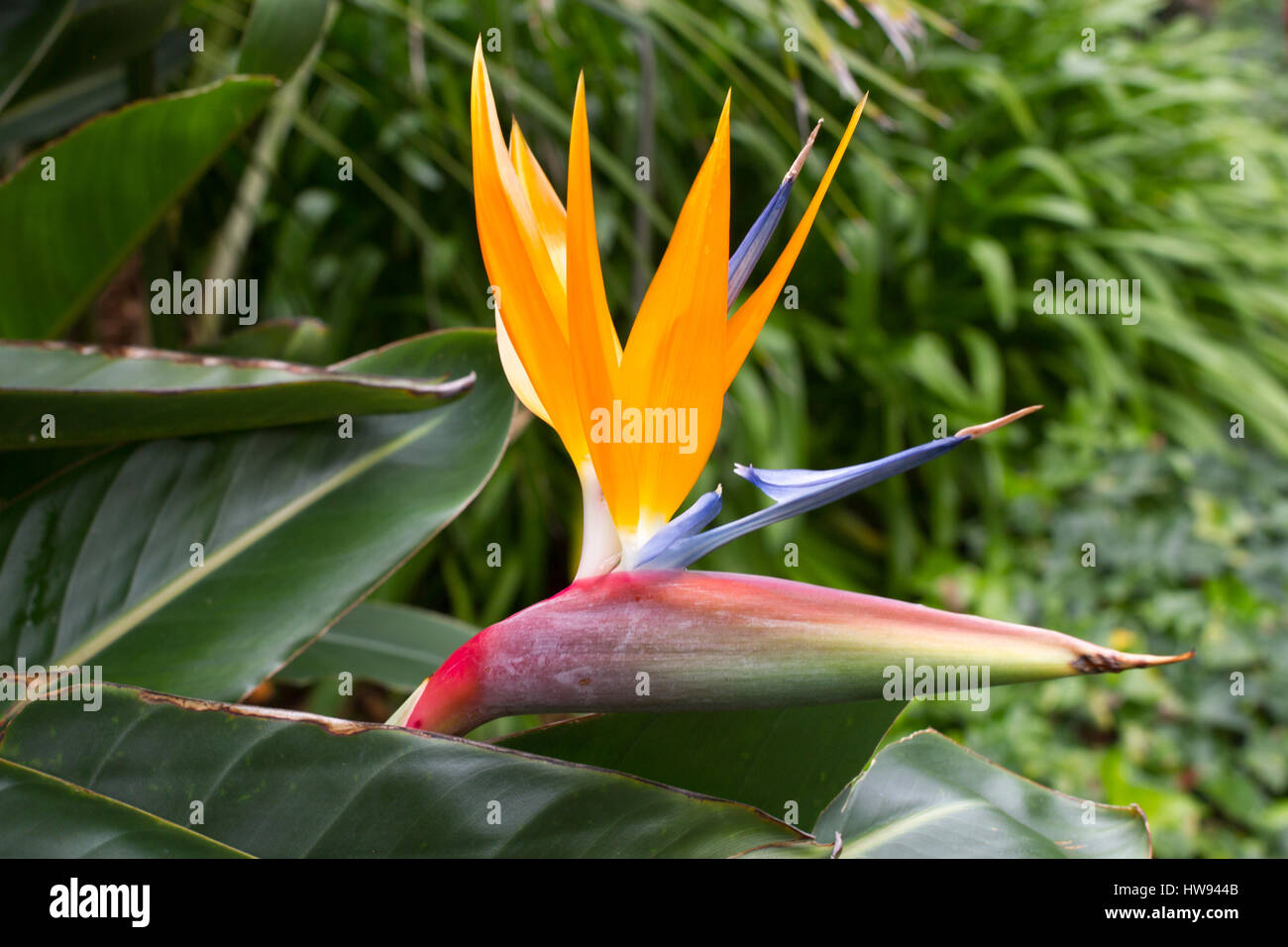 Blooming flower of tropical Strelitzia reginae. Long orange. Strelizia ...