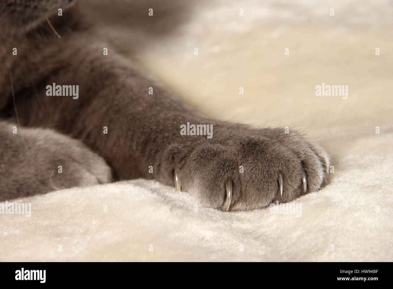 Cats paw claws hi-res stock photography and images - Alamy