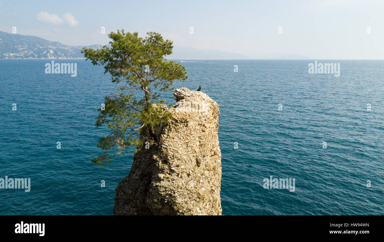 Cadrega’s rock, maritime pine tree, aerial view, waterfront between ...