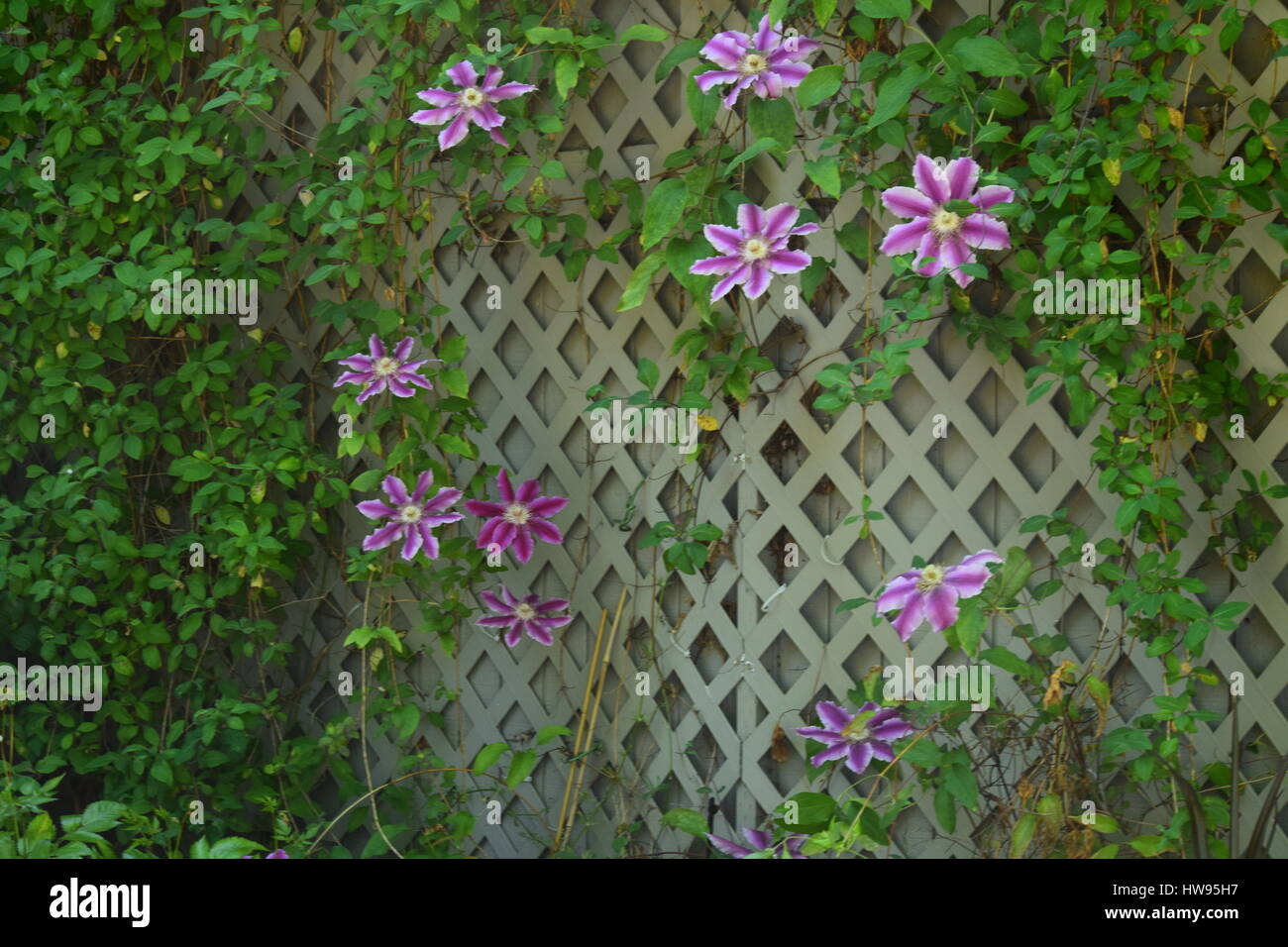 Clematis climbing wall flower hi-res stock photography and images - Alamy