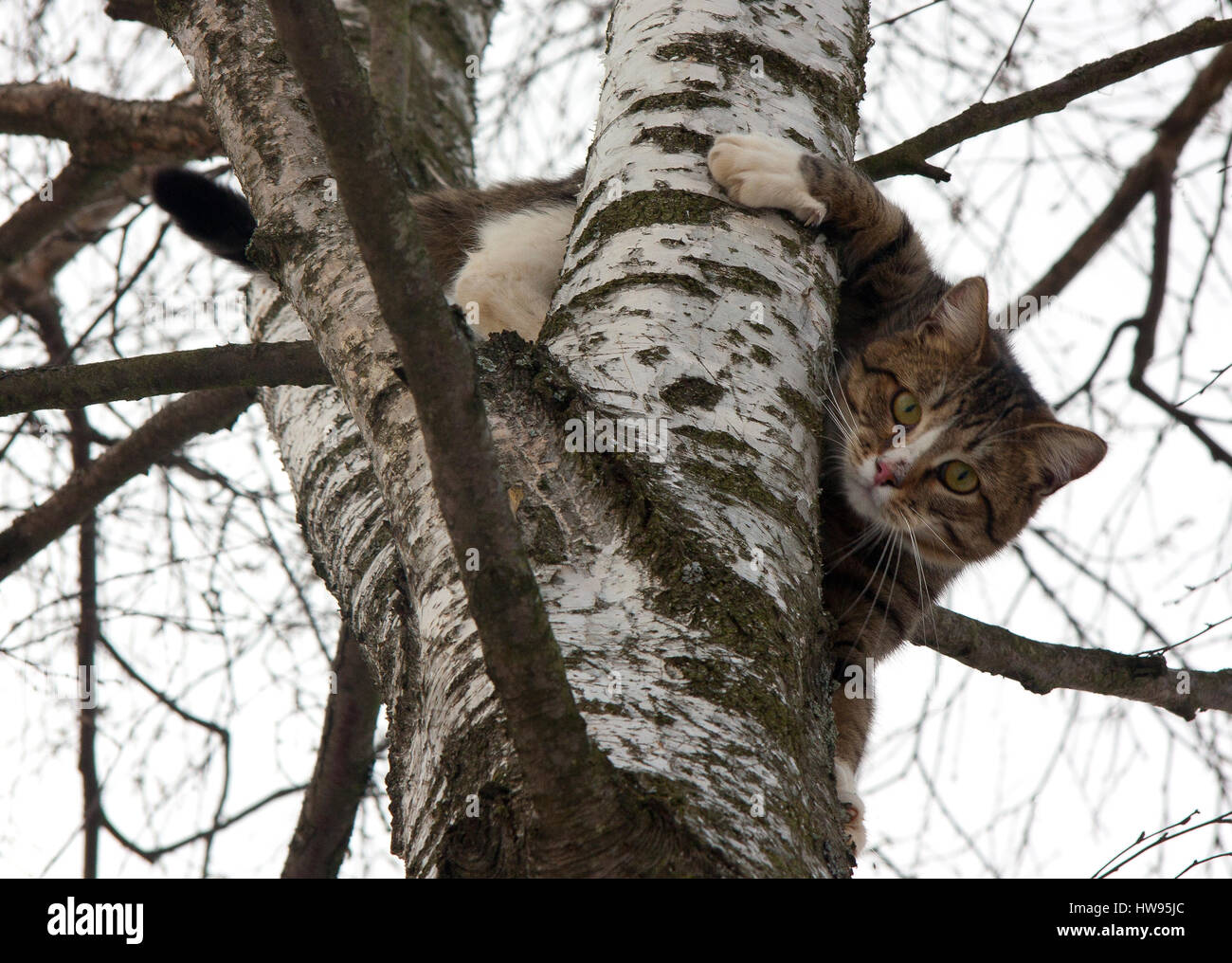 The cat climbed the tree Stock Photo - Alamy