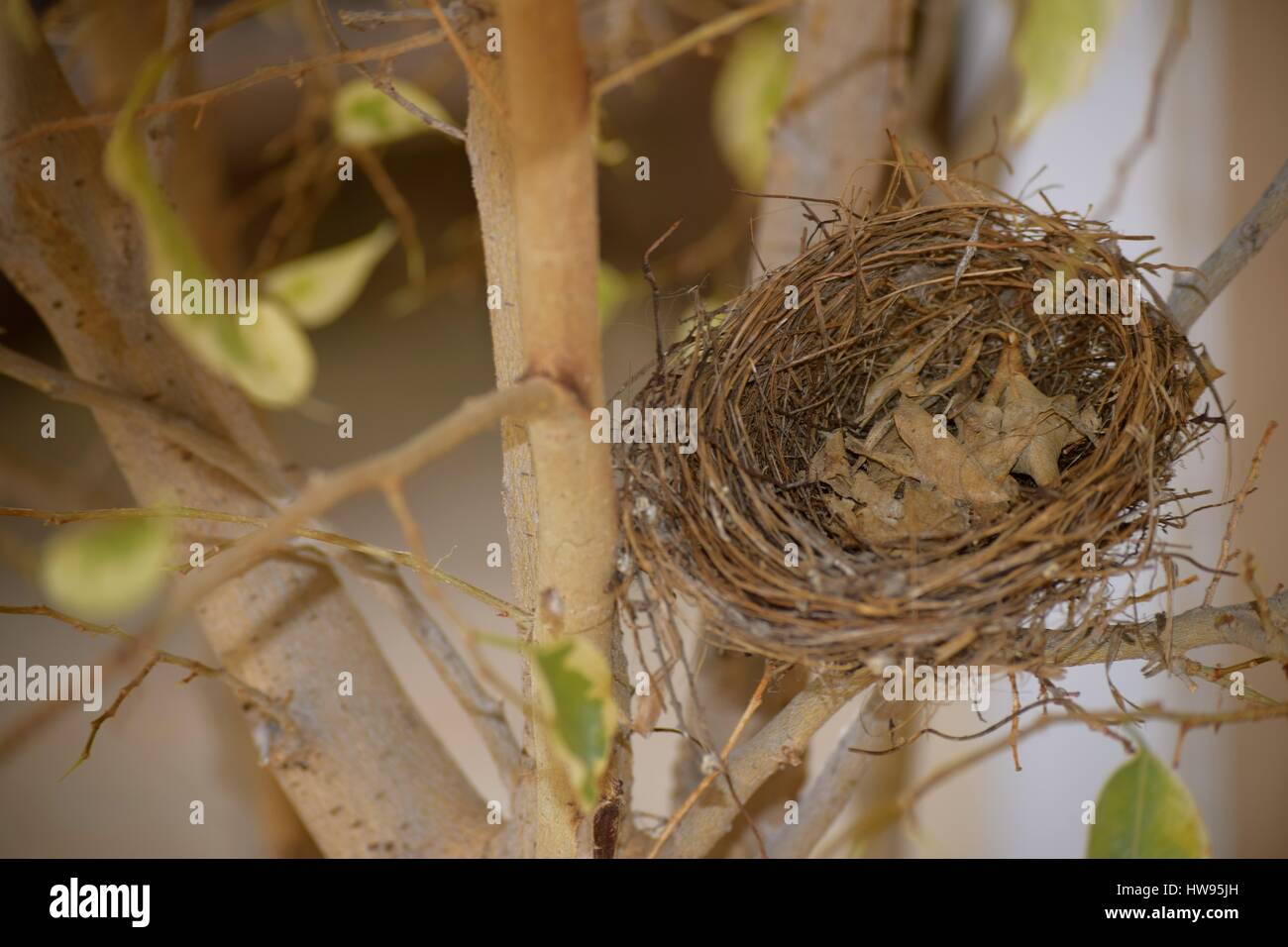 Empty nest house hi-res stock photography and images - Alamy