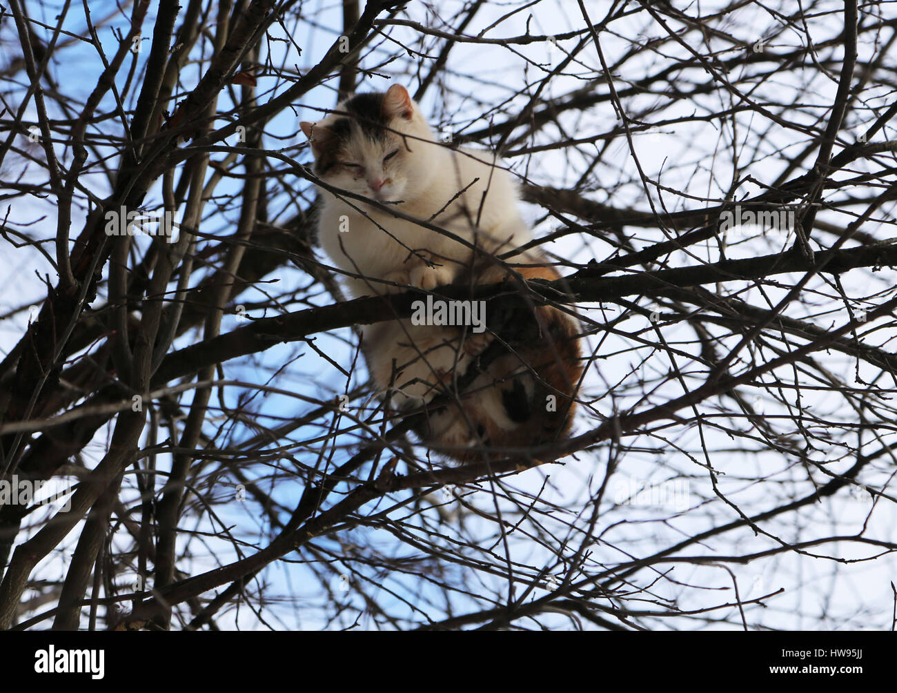 The cat climbed the tree Stock Photo - Alamy