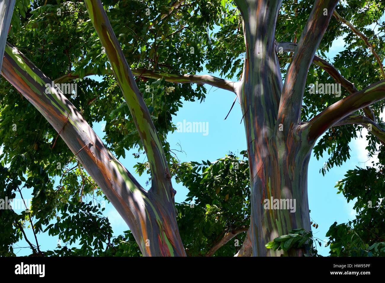 Tropical tree with beautiful coloration Stock Photo - Alamy