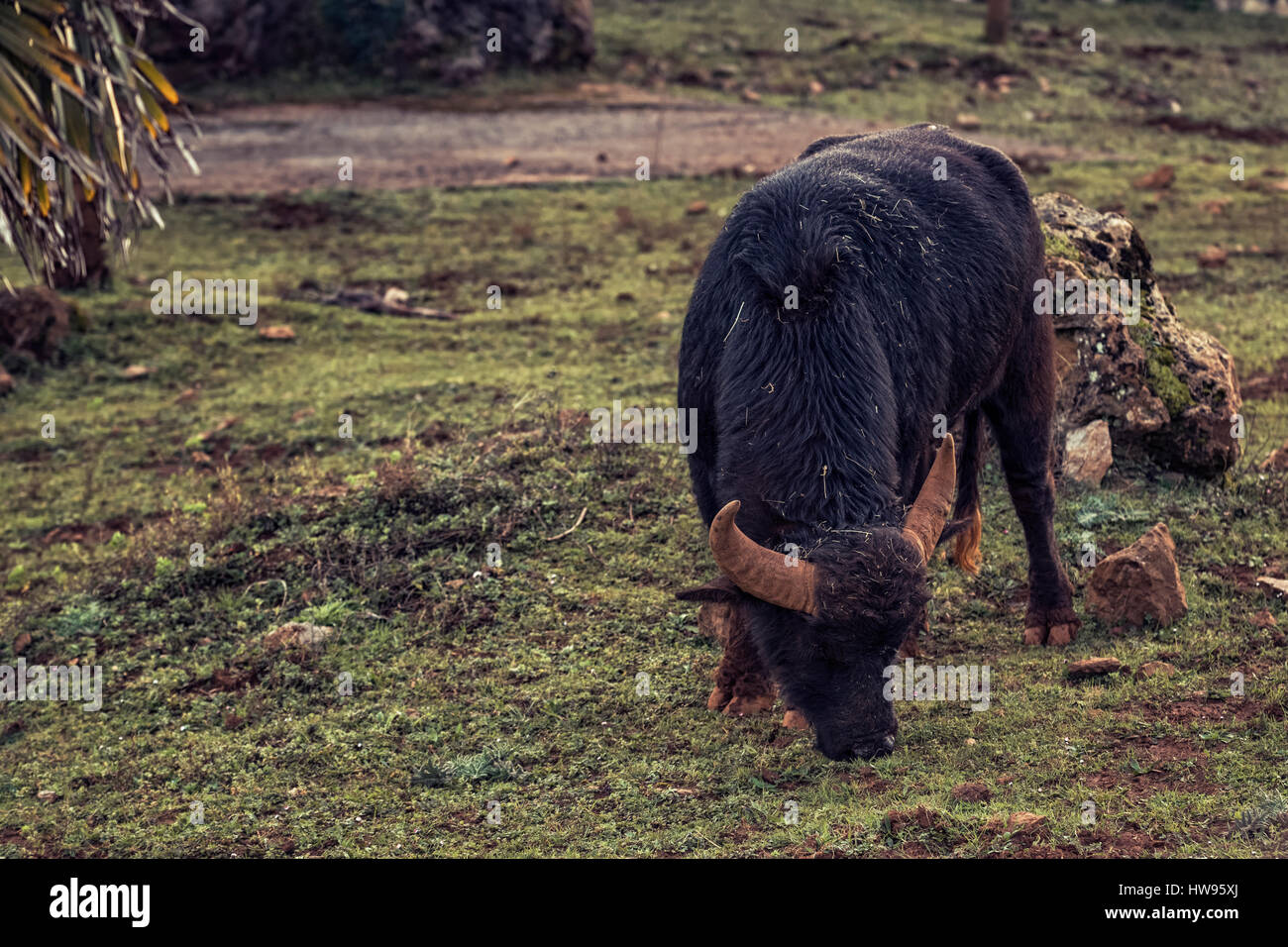 Gaur Animal Parque de la Naturaleza de Cabarceno, Cantabria, Spain ...