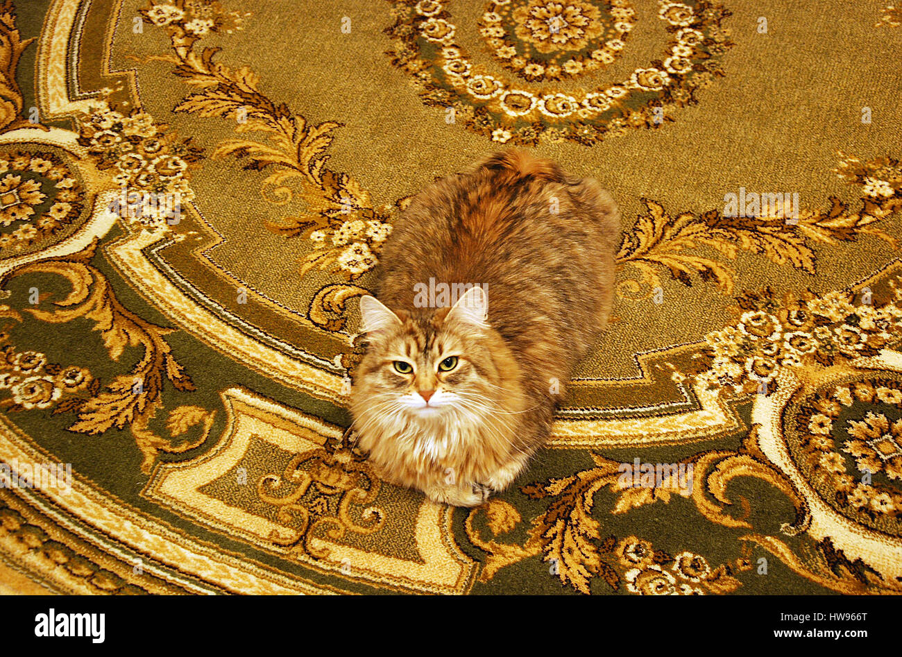 Cats, a lovely fluffy a pets Stock Photo - Alamy