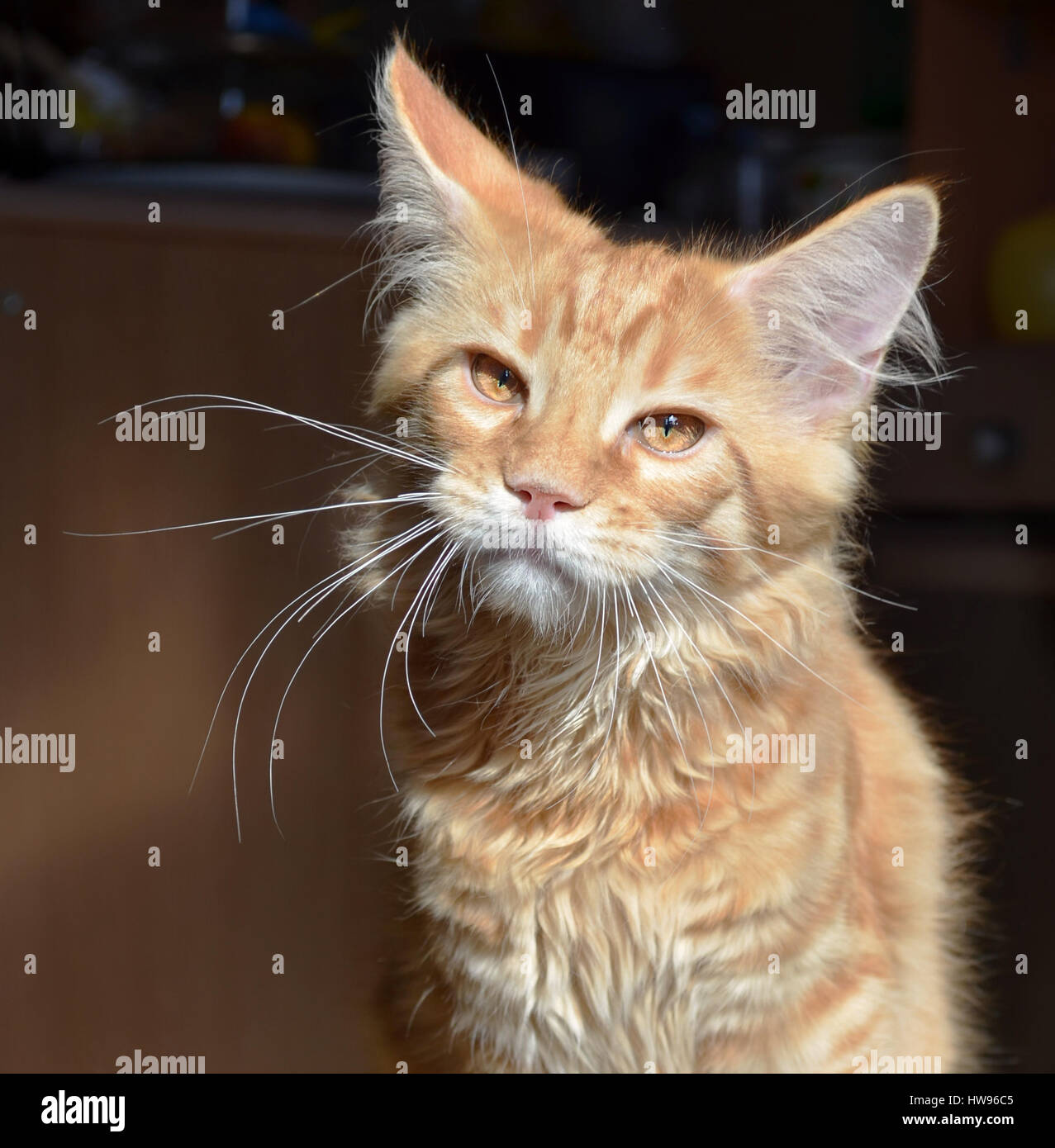 Garfield the cat comic hi-res stock photography and images - Alamy