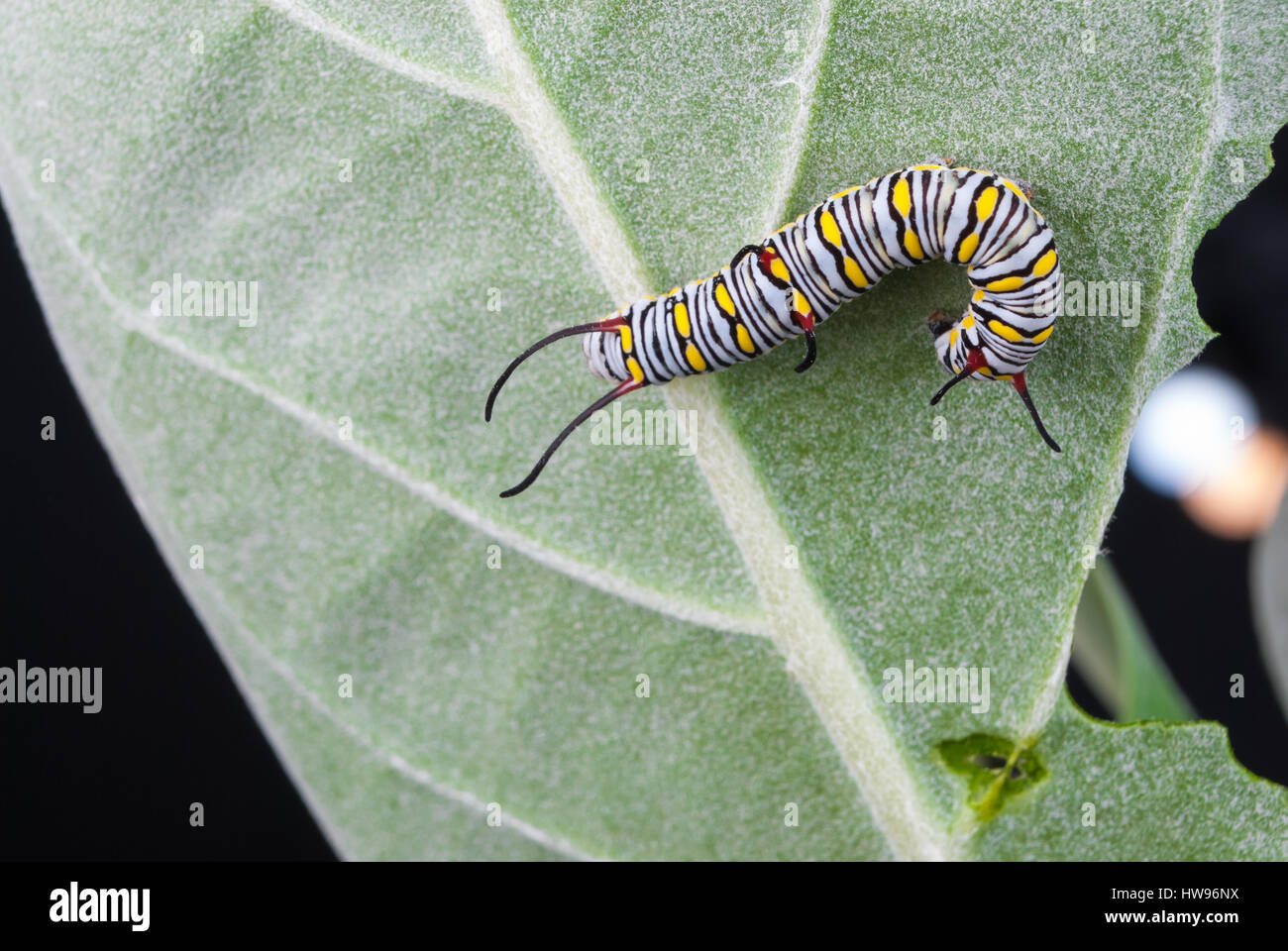 Closeup to Larva Plain Tiger Butterfly Caterpillar, Danaus Chrysippus Stock Photo - Alamy