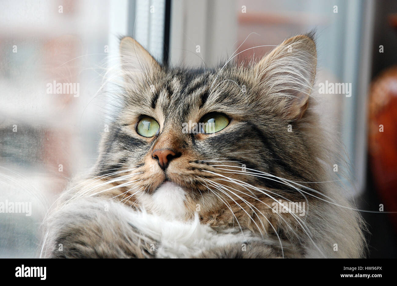 Cats, a lovely fluffy a pets Stock Photo - Alamy