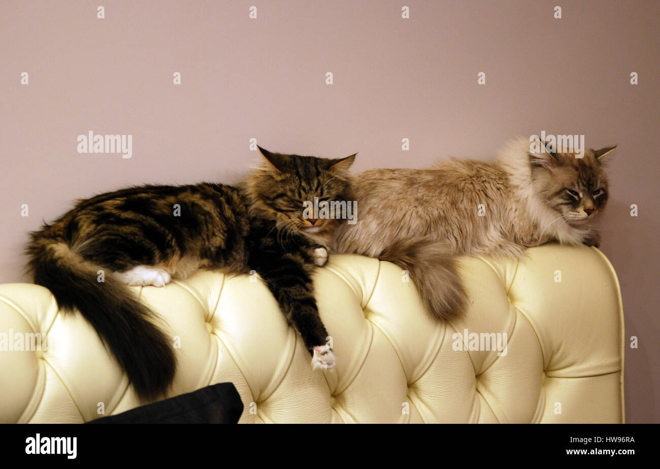 Cats, a lovely fluffy a pets Stock Photo - Alamy