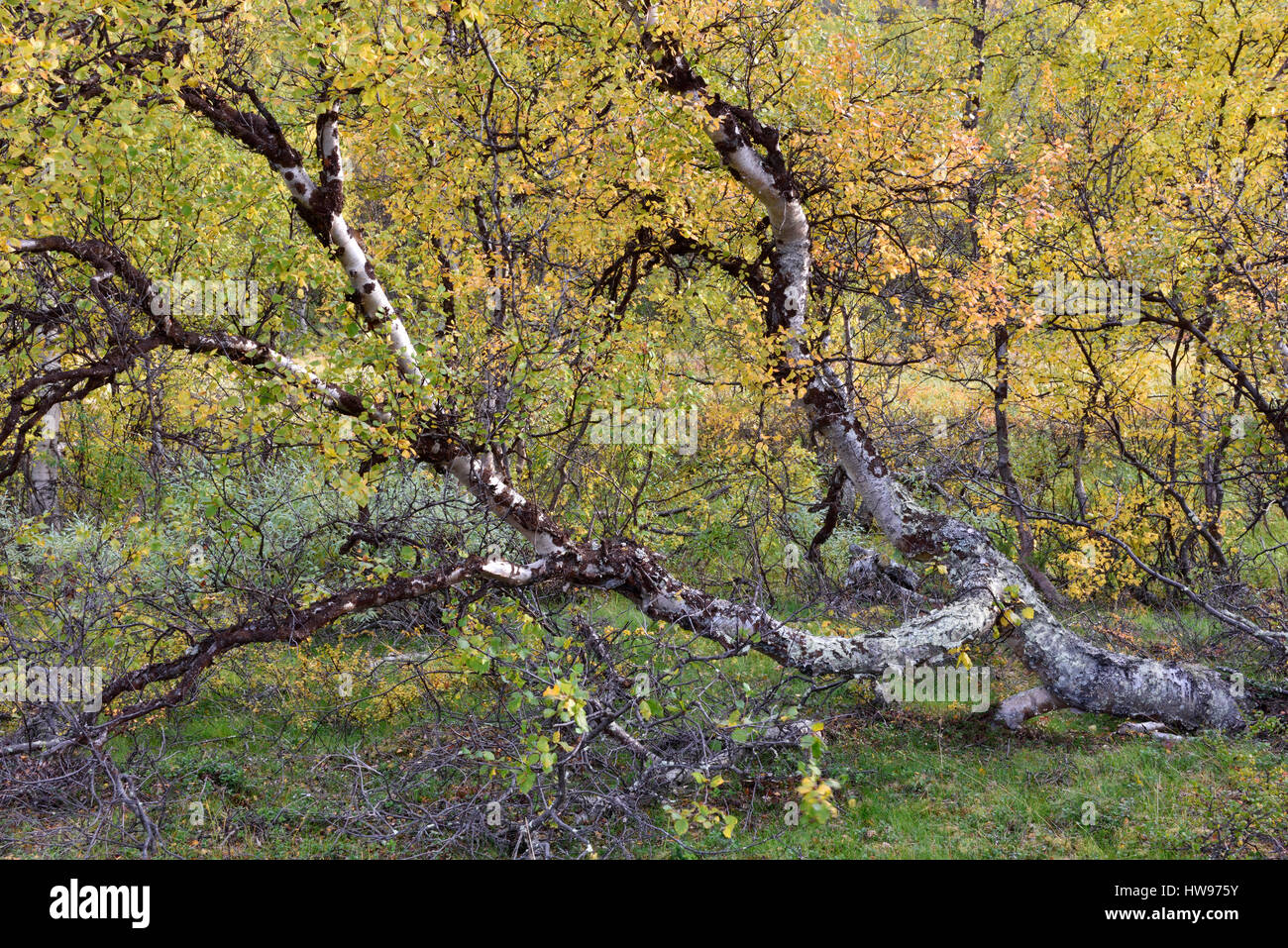 Birch forest in scandinavia hi-res stock photography and images - Alamy