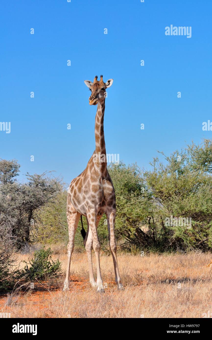 Namibian giraffe (Giraffa giraffa angolensis), adult female facing ...