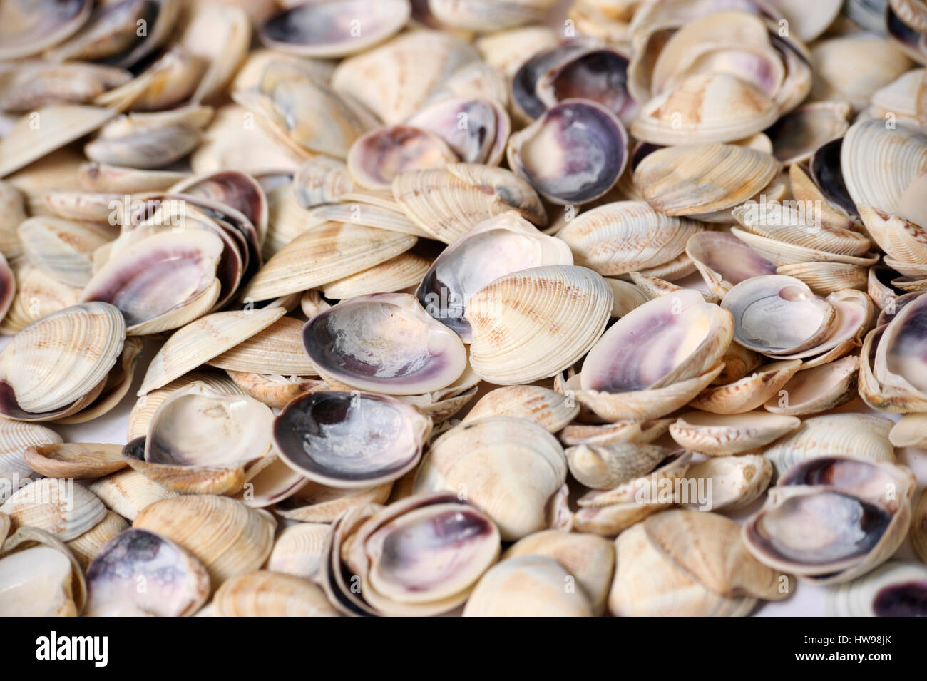 Many shells on background Stock Photo - Alamy