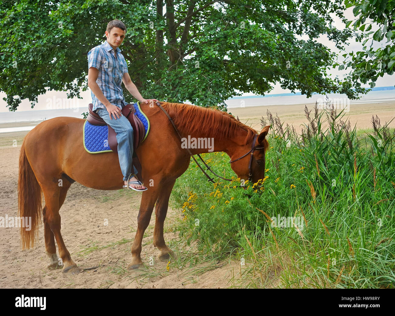 Man riding on a brown horse Stock Photo - Alamy