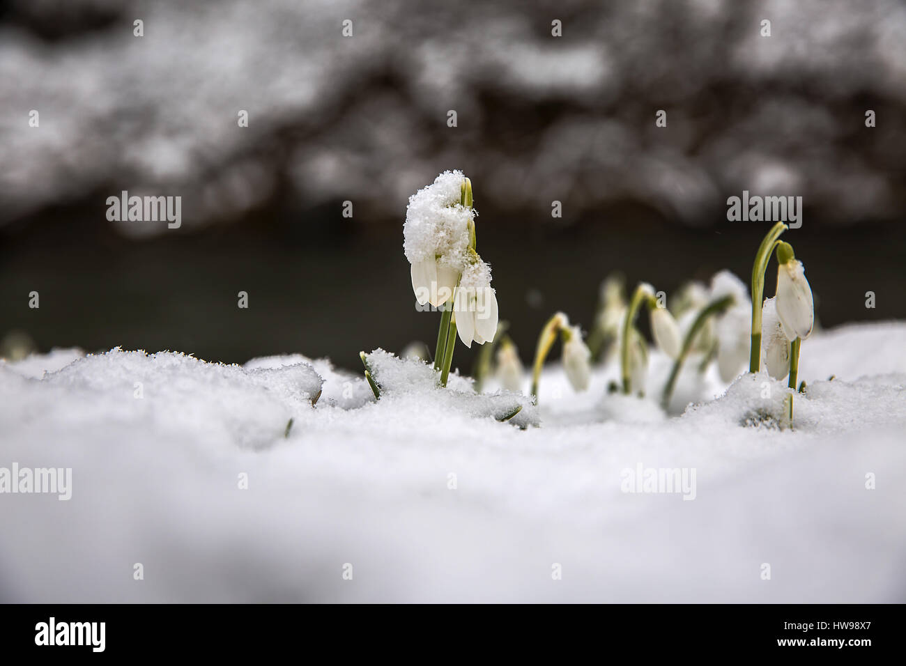 The first snowdrops under snow in March Stock Photo - Alamy