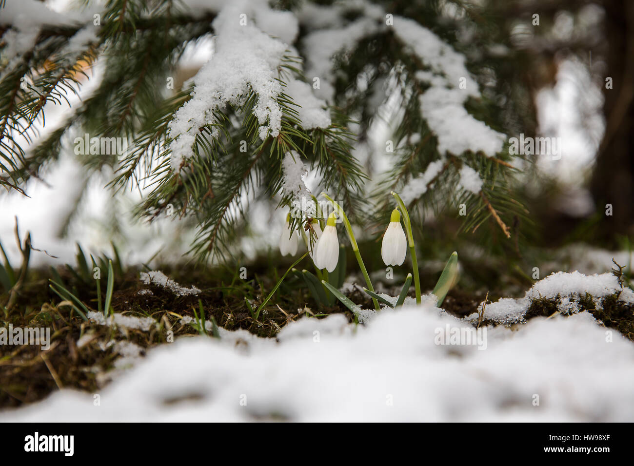 The first snowdrops under snow in March Stock Photo - Alamy