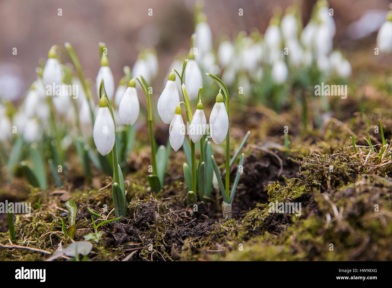 The first snowdrops in March in the mountains of the Carpathians Stock ...