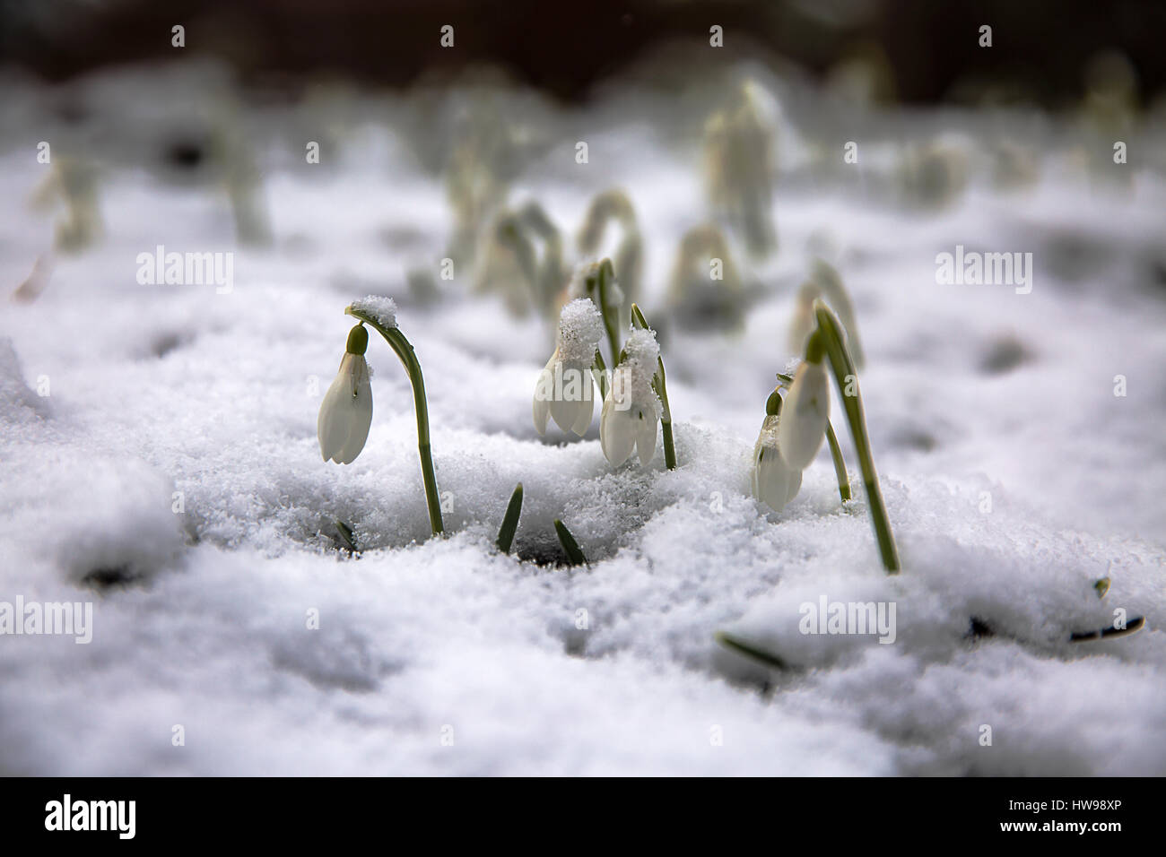 The first snowdrops under snow in March Stock Photo - Alamy