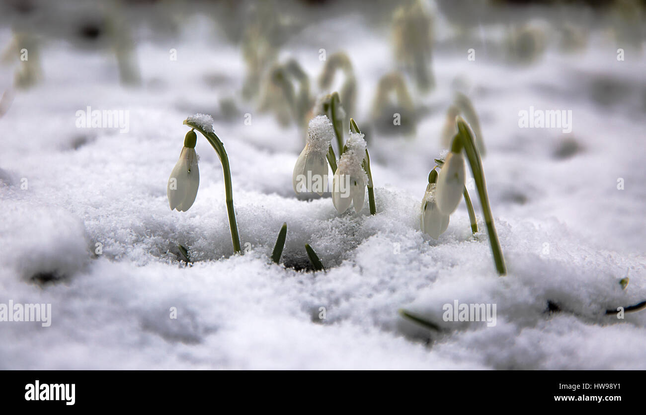The first snowdrops under snow in March Stock Photo - Alamy