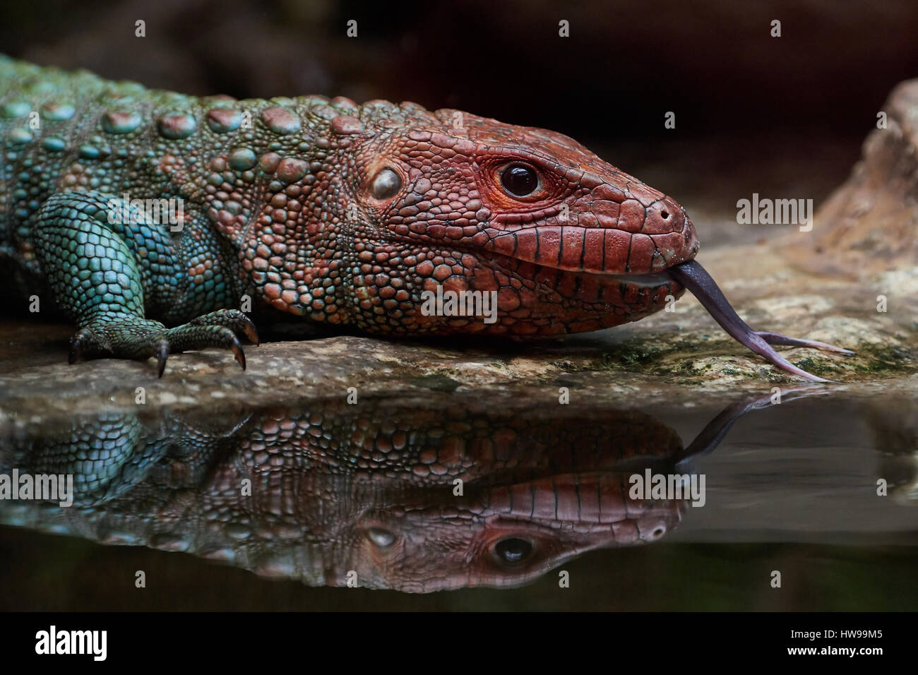 Northern caiman lizard hi-res stock photography and images - Alamy
