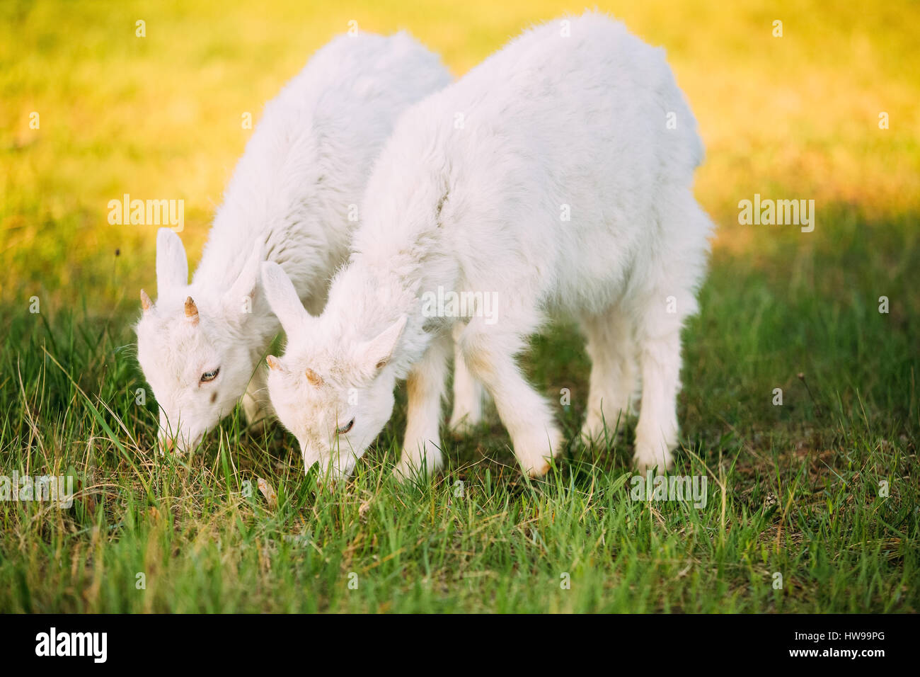 Goat grazing grass hi-res stock photography and images - Alamy