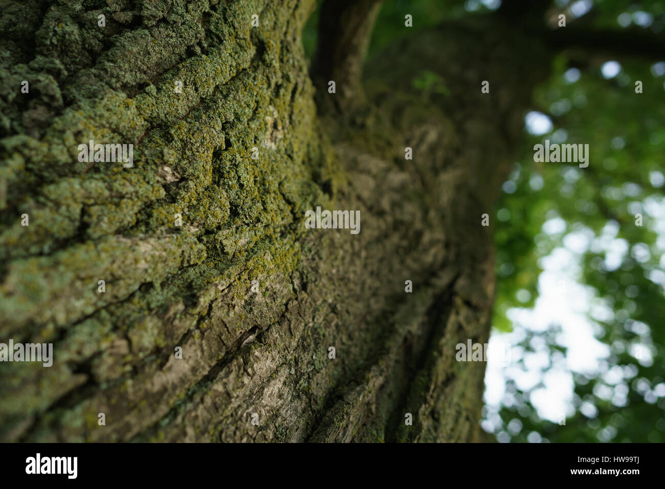 closeup old oak tree low angle shot Stock Photo - Alamy