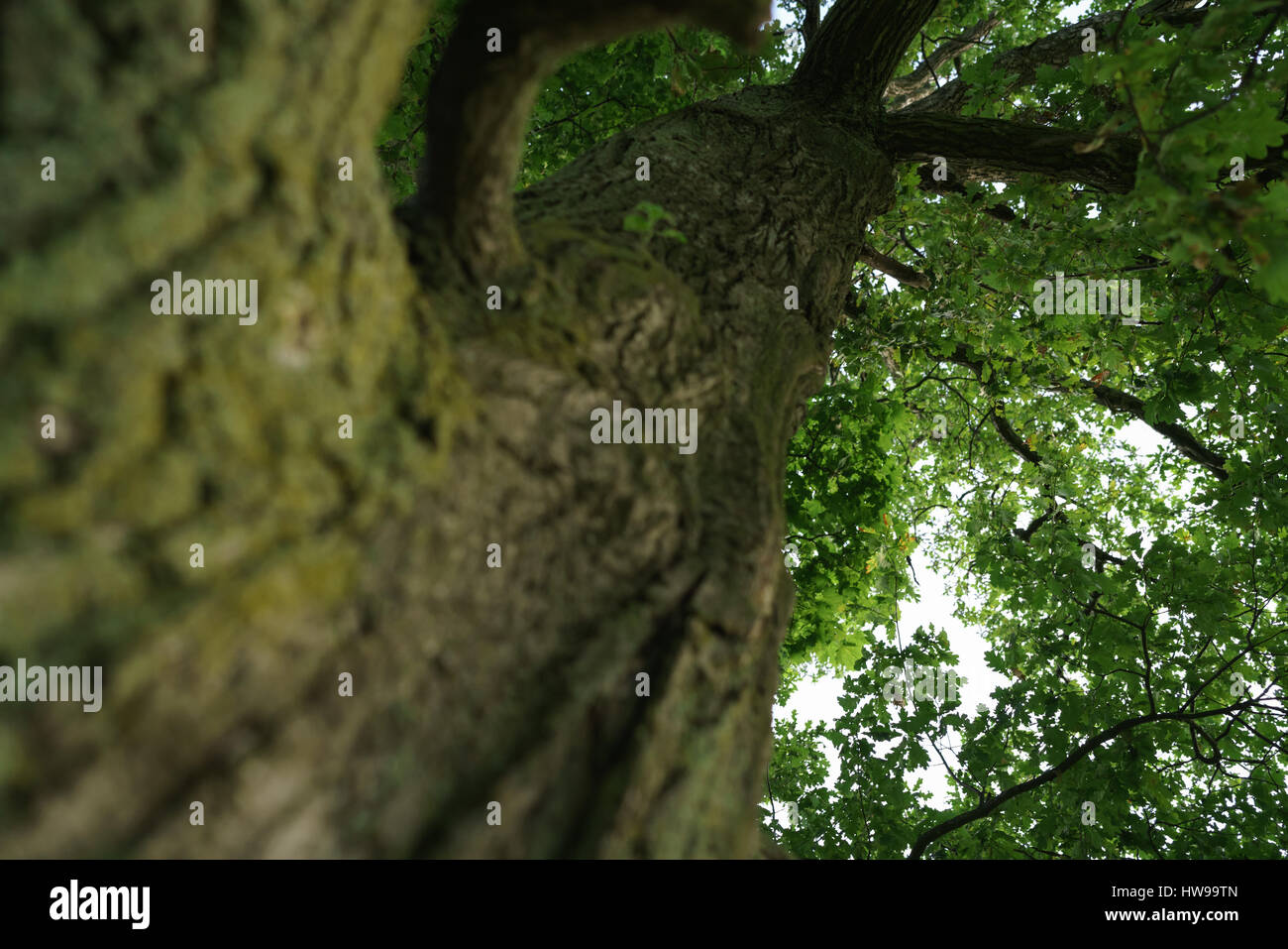 closeup old oak tree low angle shot Stock Photo - Alamy