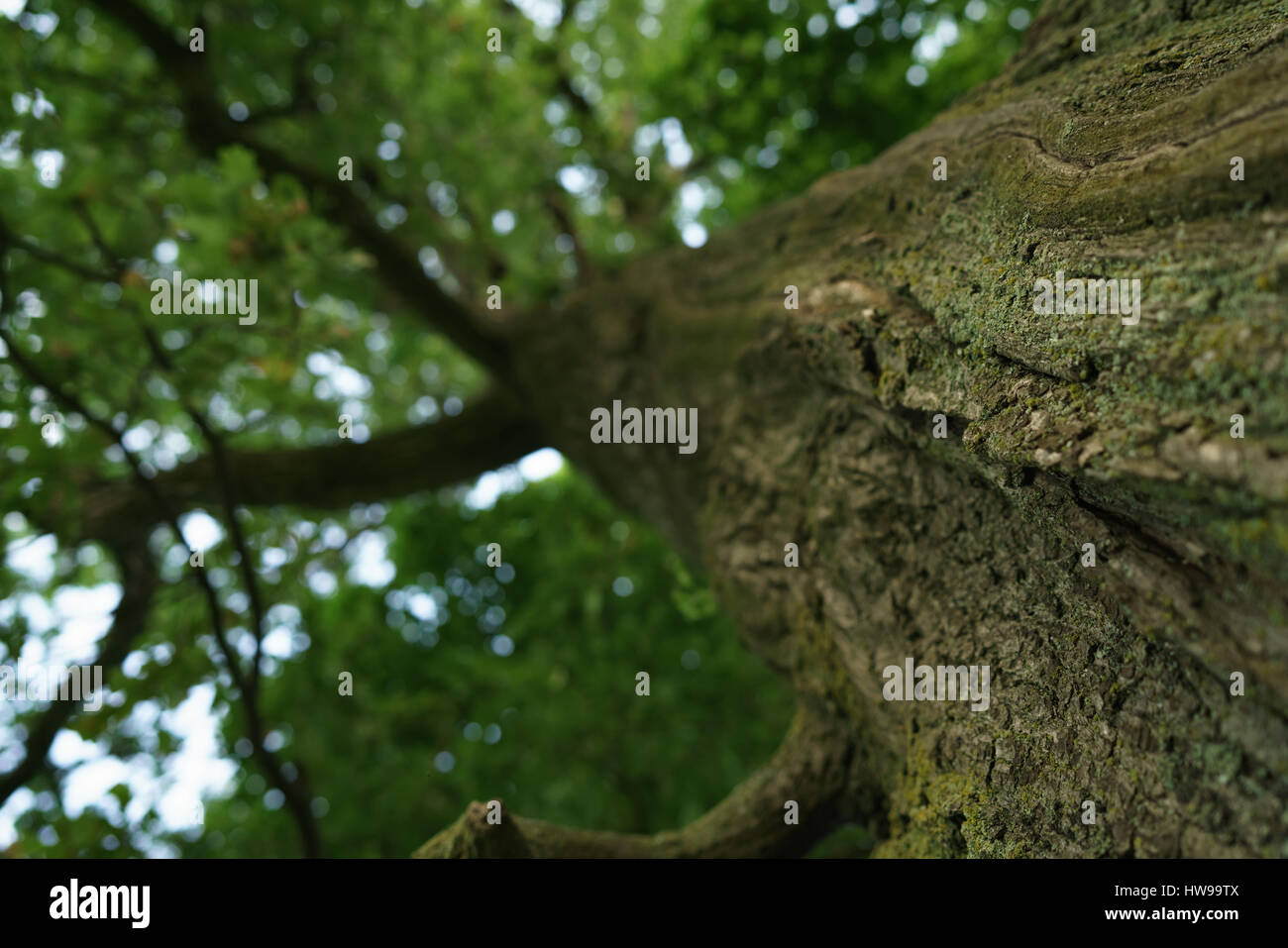 Beautiful closeup view old hi-res stock photography and images - Alamy