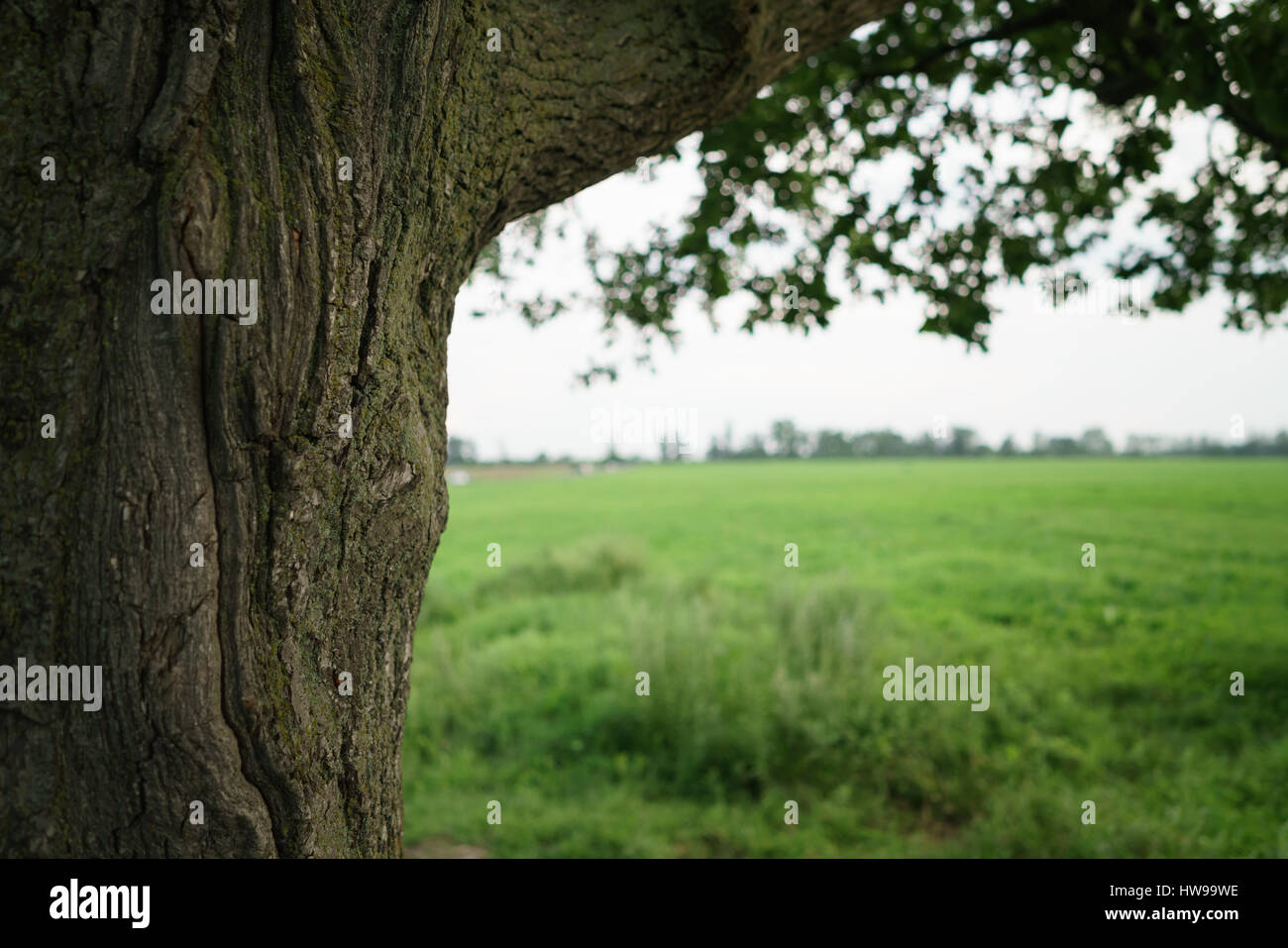 Oak tree nature background hi-res stock photography and images - Alamy